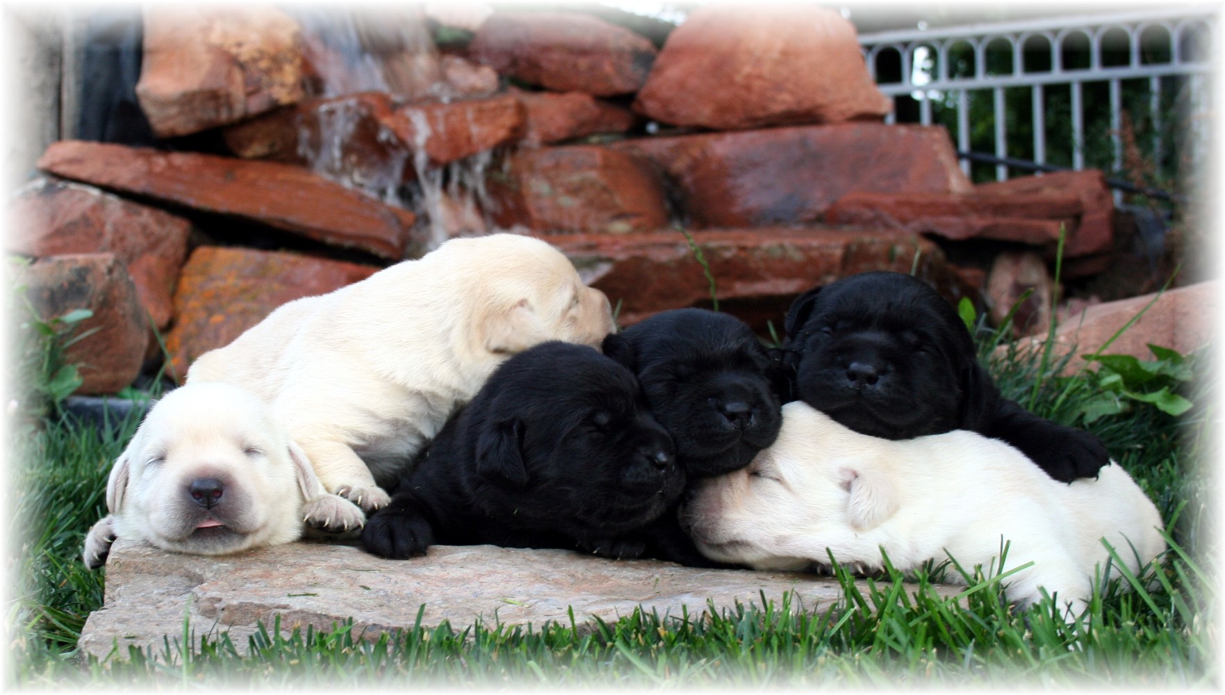 Current Litters