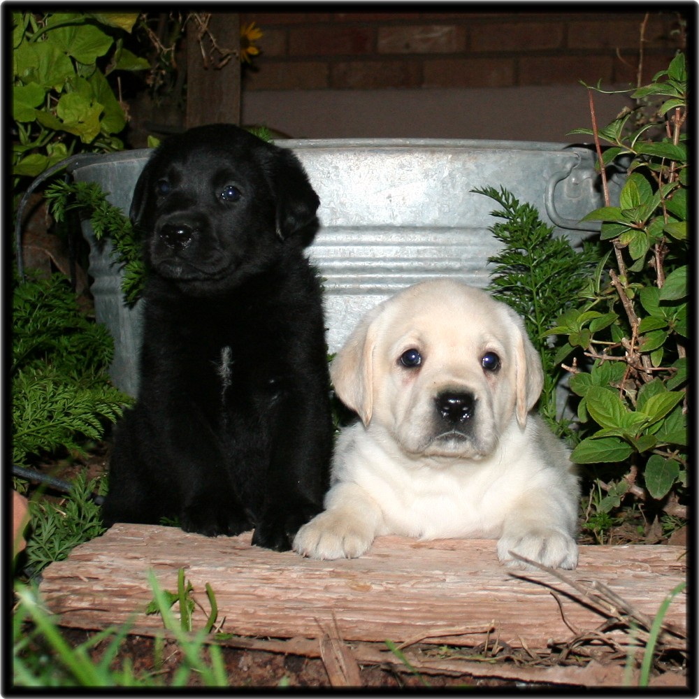 Current Litters