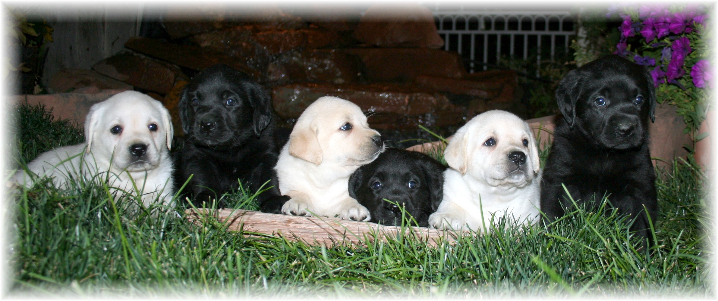 Current Litters